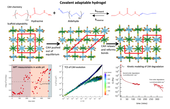 Research - Schultz lab